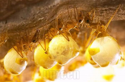 Travel ツ: Hormigas melífera